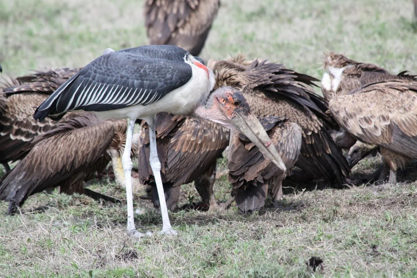 Can I go bird watching in Maswa Game Reserve?