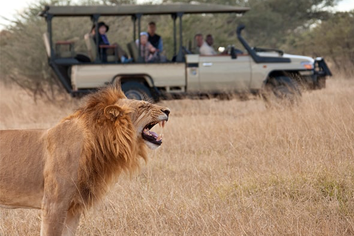 Explore 2-Day Mikumi National Park Guided Tour from Zanzibar