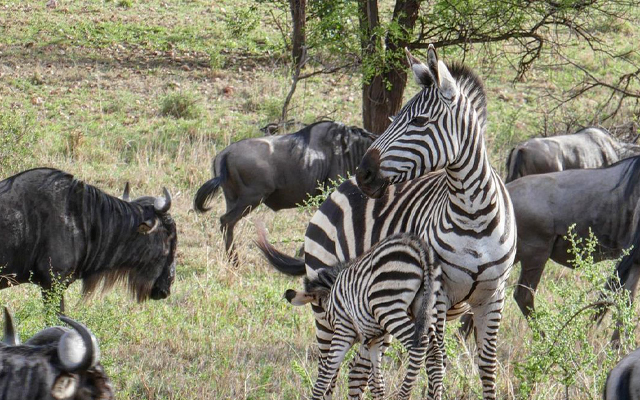 Mikumi National Park Guided Tours
