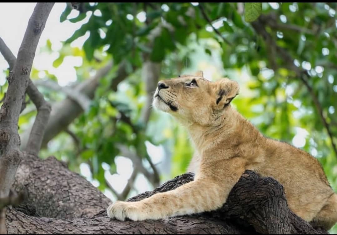 Southern Tanzania Safari Experience, Walking safaris